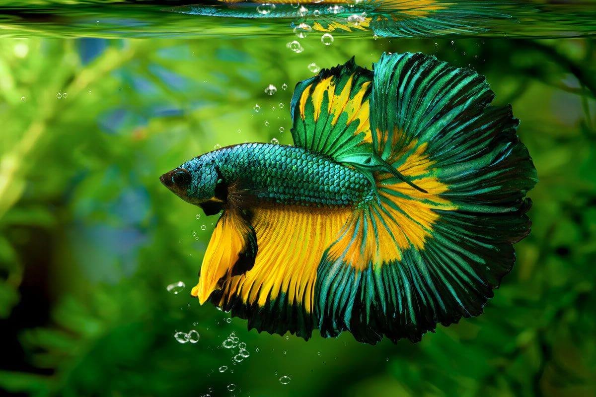 Peixes de Aquário: 9 Espécies Ideais para Iniciantes - Patinhas e Ferrões Peixes de Aquário: 9 Espécies Ideais para Iniciantes - Patinhas e Ferrões